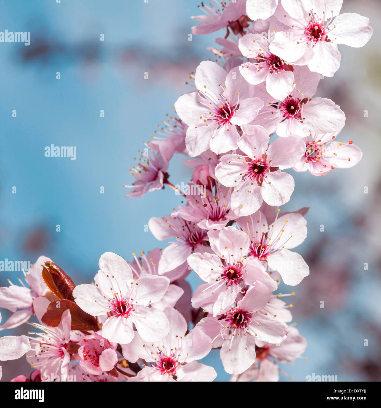 Cherry group tree hi-res stock photography and images - Alamy