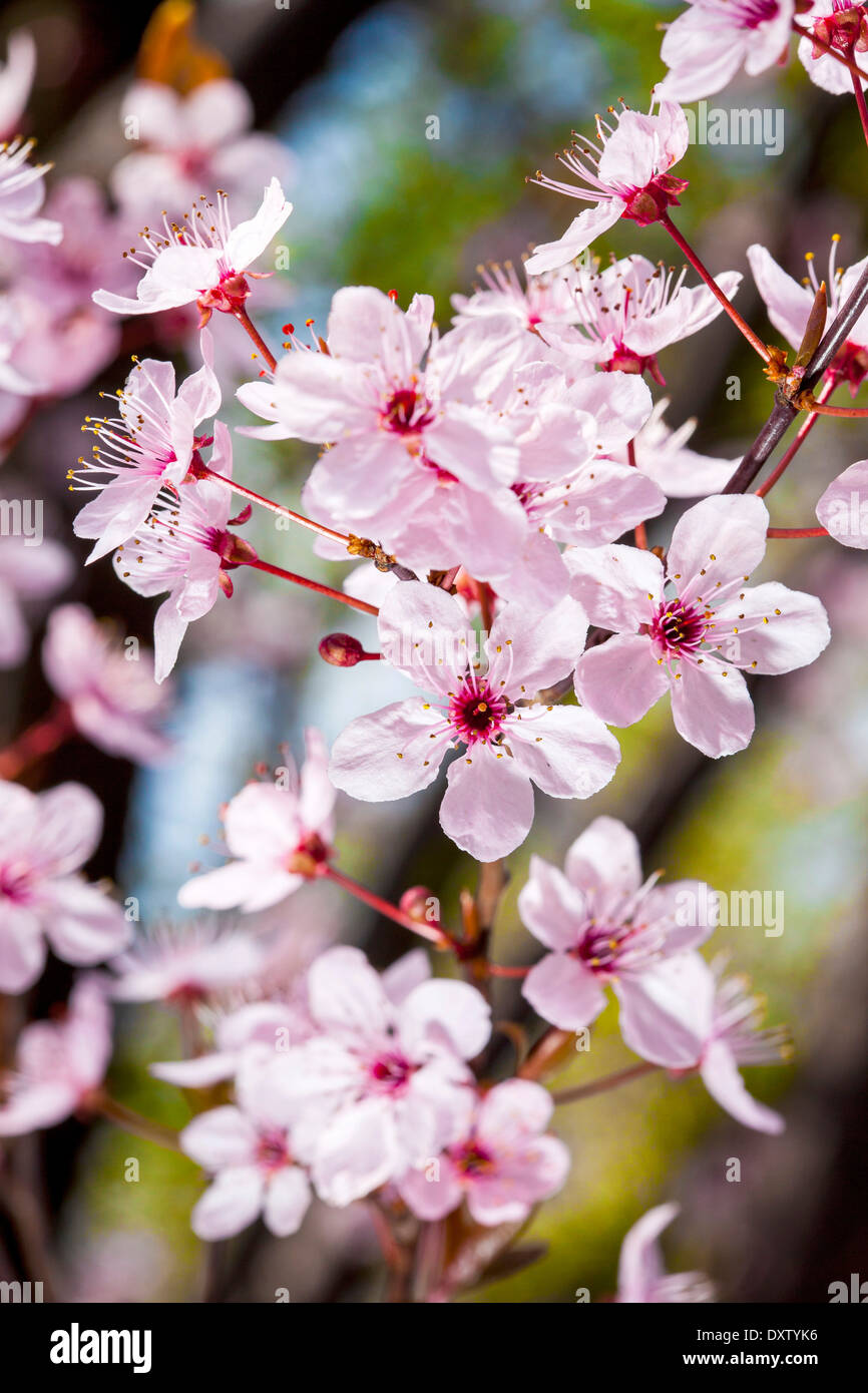 Pink cherry flowers Stock Photo - Alamy