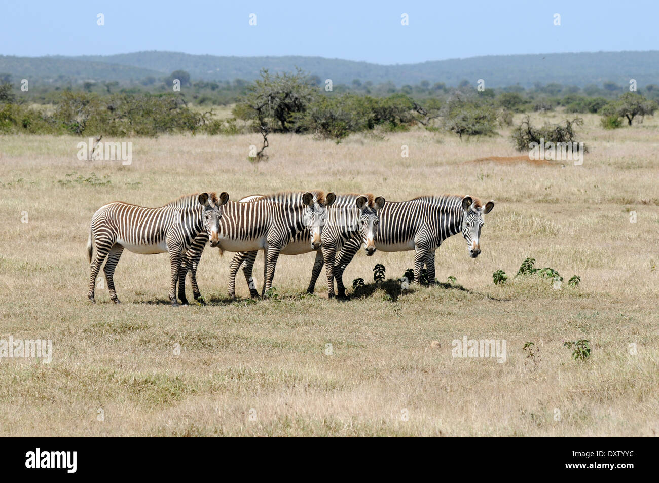 Grévy's zebra Northern kenya Stock Photo - Alamy