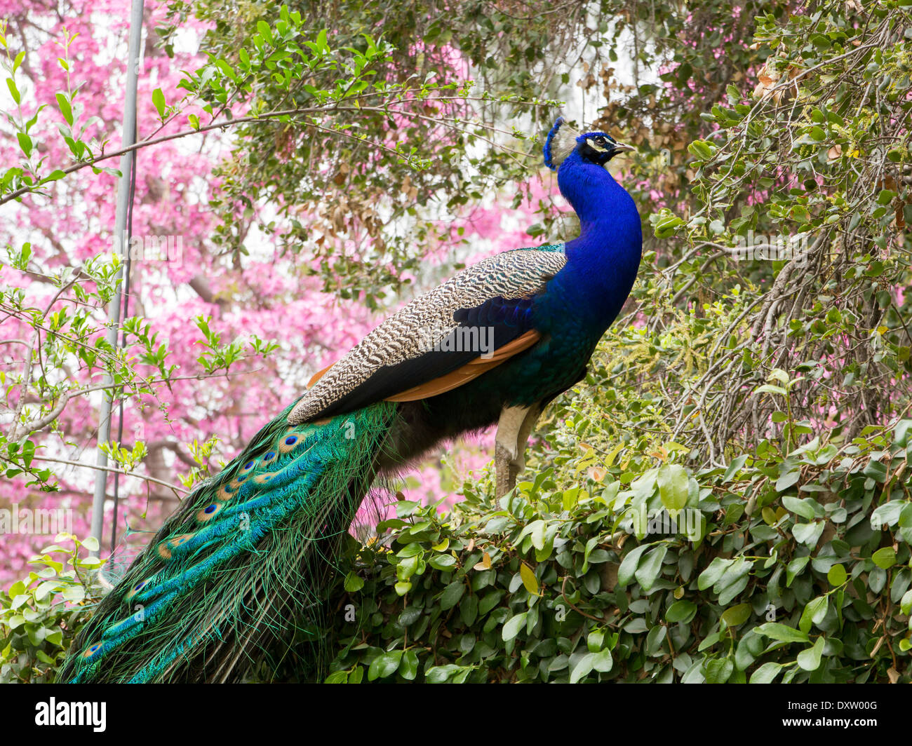 Male Peacock standing on a hedge Stock Photo - Alamy