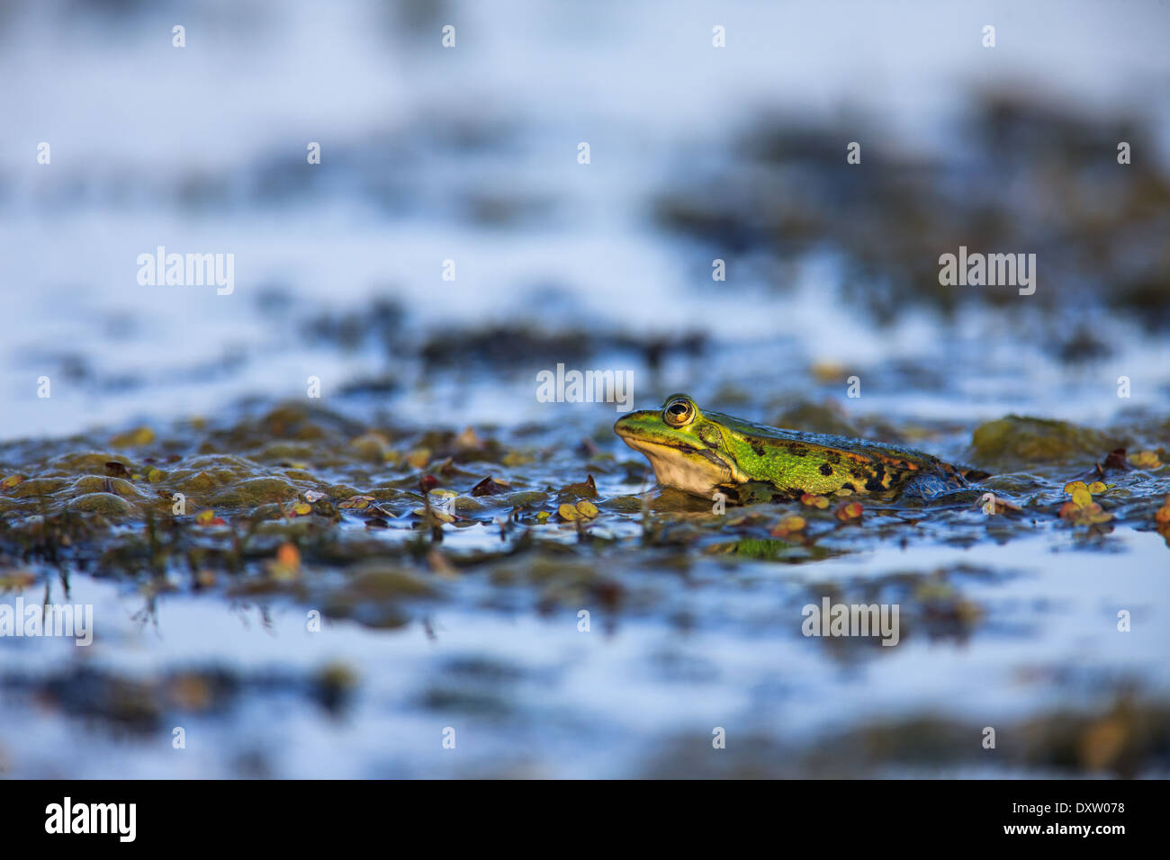 Marsh Frog (Pelophylax ridibundus Stock Photo - Alamy