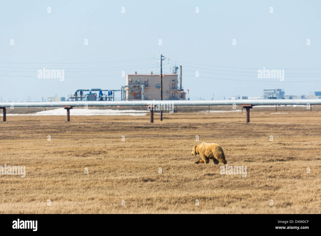 Trans alaska pipeline animal hi-res stock photography and images - Alamy