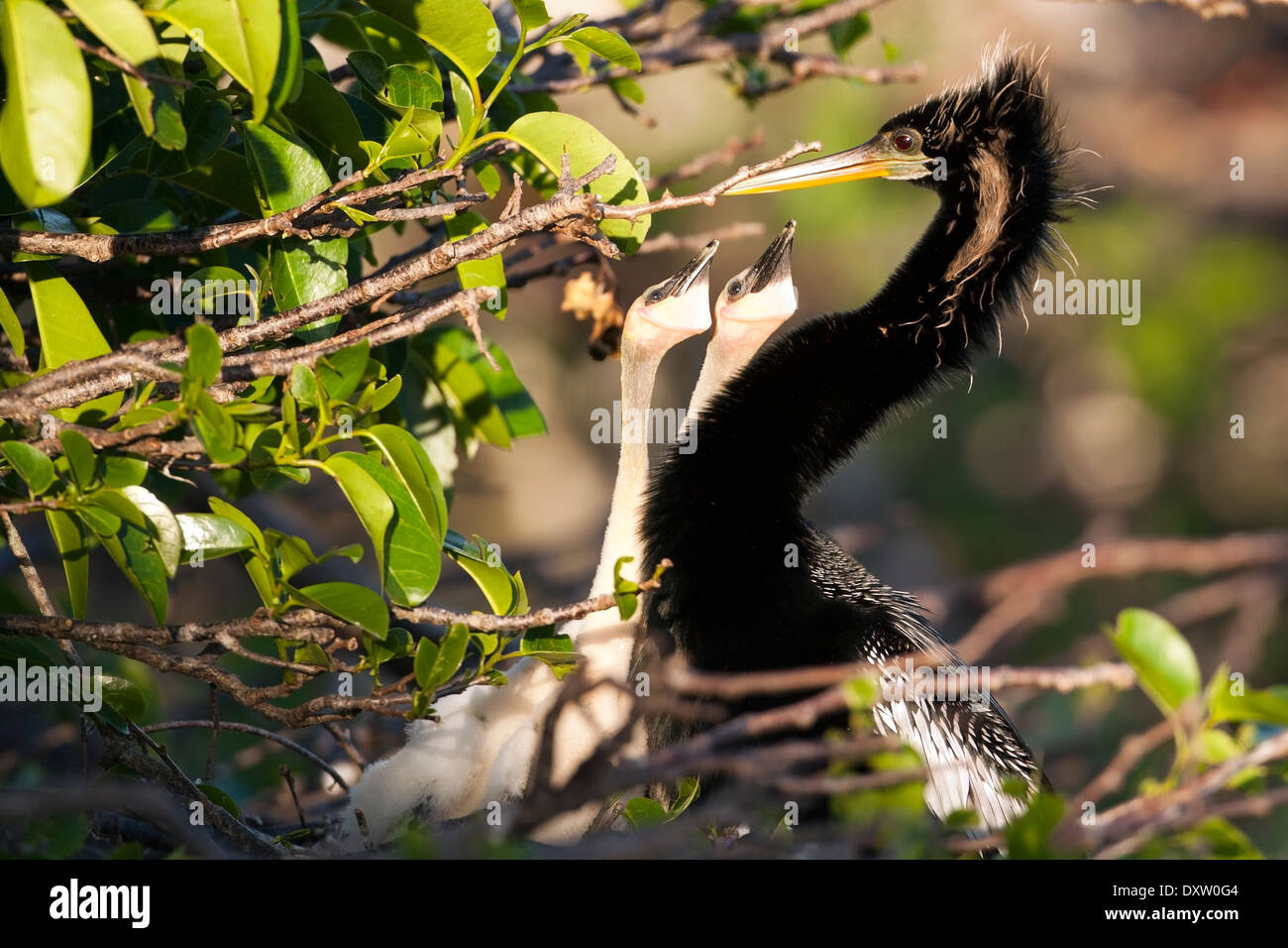 Anhinga anhingas florida hi-res stock photography and images - Alamy