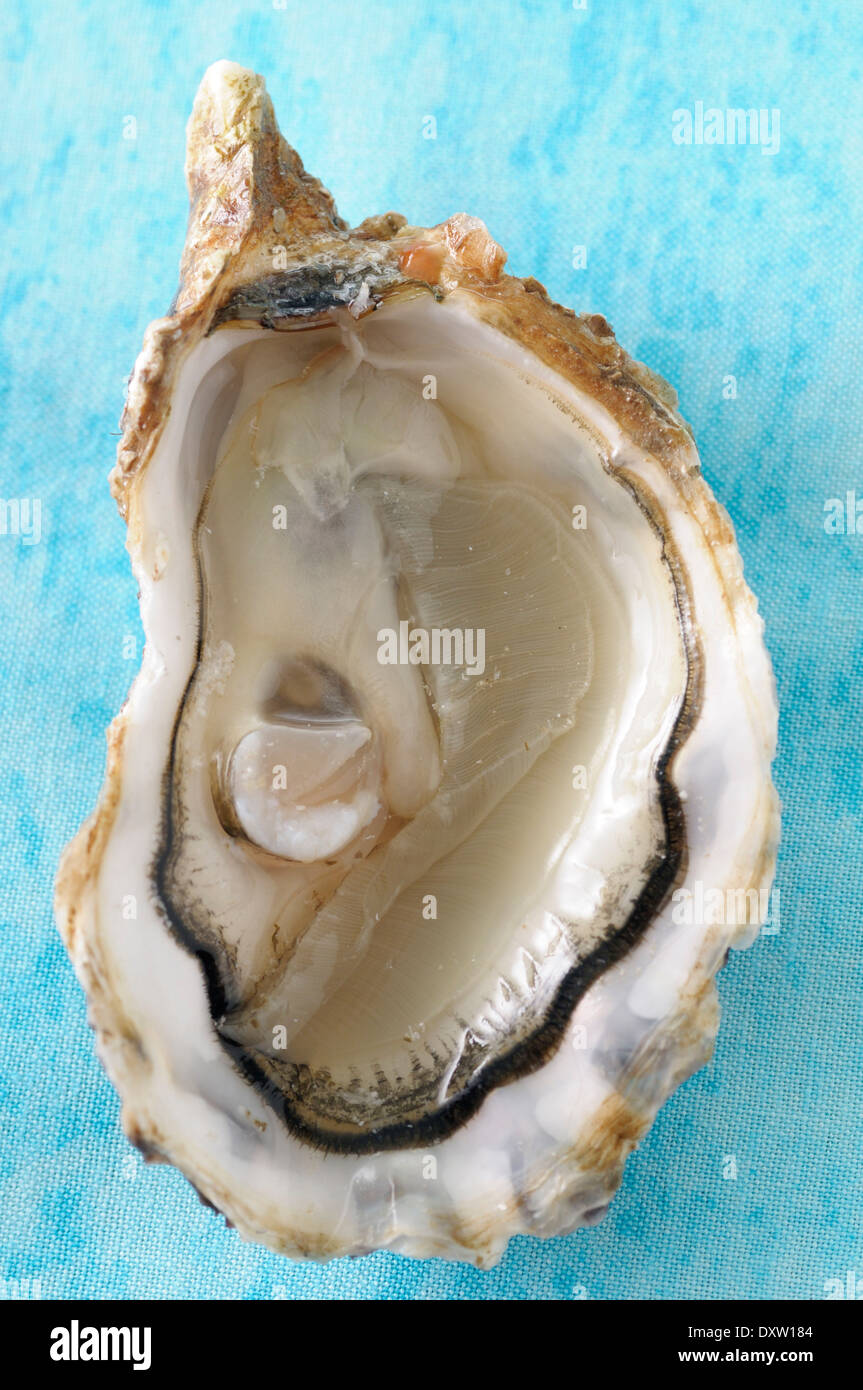 Open oyster hi-res stock photography and images - Alamy