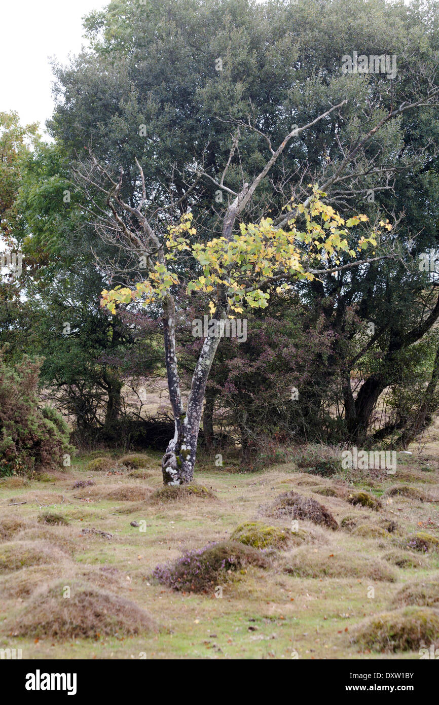 White Poplar Latchmore Bottom Latchmore Brook Frogham near ...