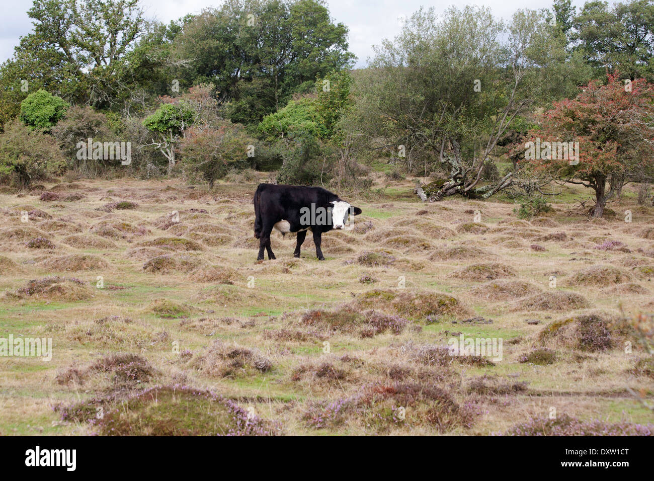 Cow bottom hi-res stock photography and images - Alamy
