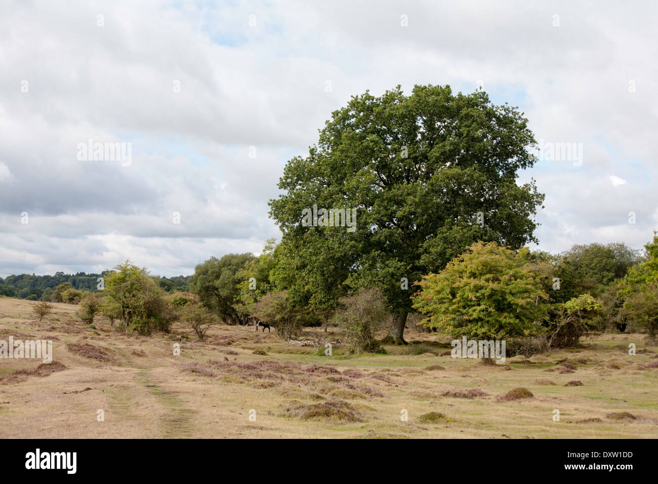 Looking across Latchmore Bottom the valley of Latchmore Brook Frogham ...