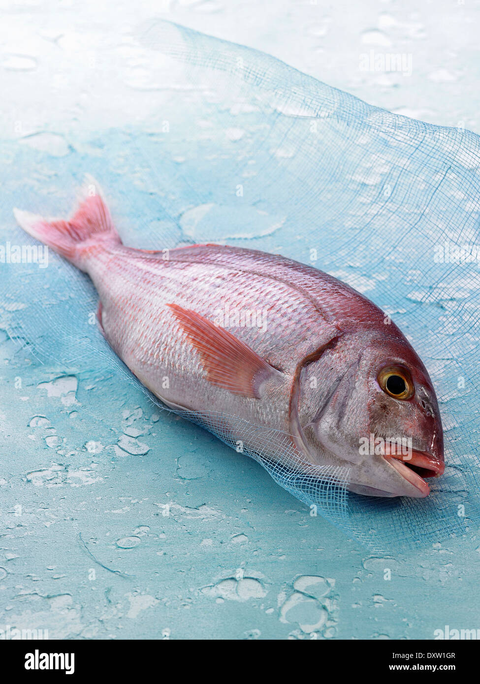 Porgy hi-res stock photography and images - Alamy
