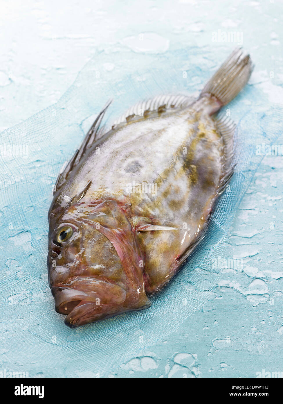 John dory food hi-res stock photography and images - Alamy