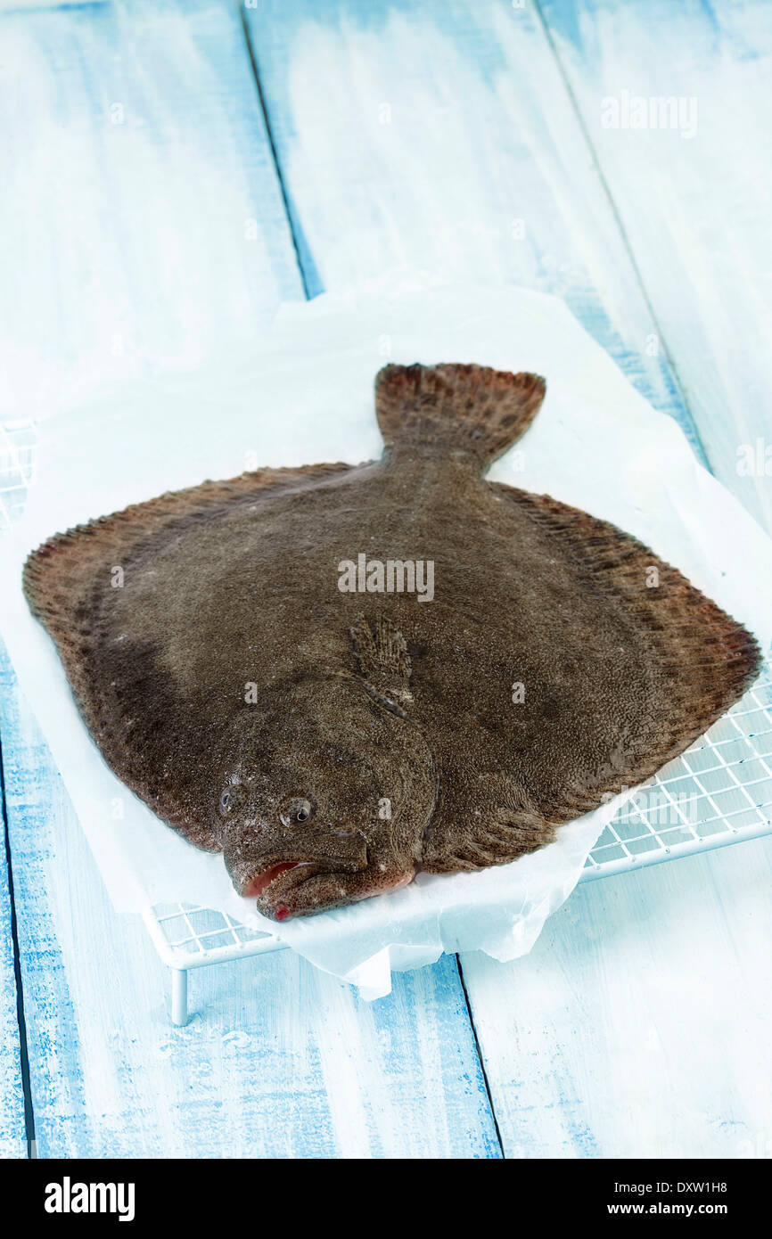 Turbot hi-res stock photography and images - Alamy