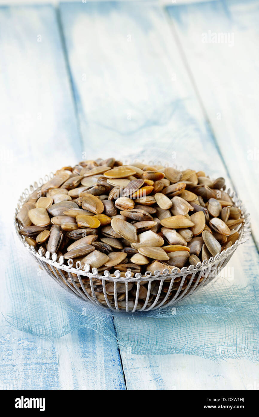 Tellin shell hi-res stock photography and images - Alamy