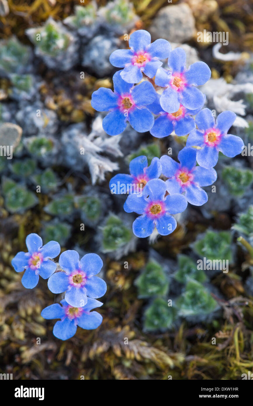 Alpine forget me not flowers hi-res stock photography and images - Alamy