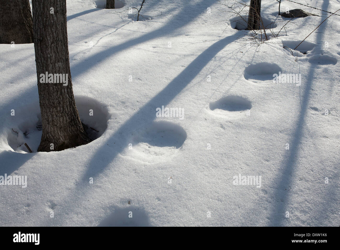 Trees cast long winter shadows onto the snow on a sunny New England day ...