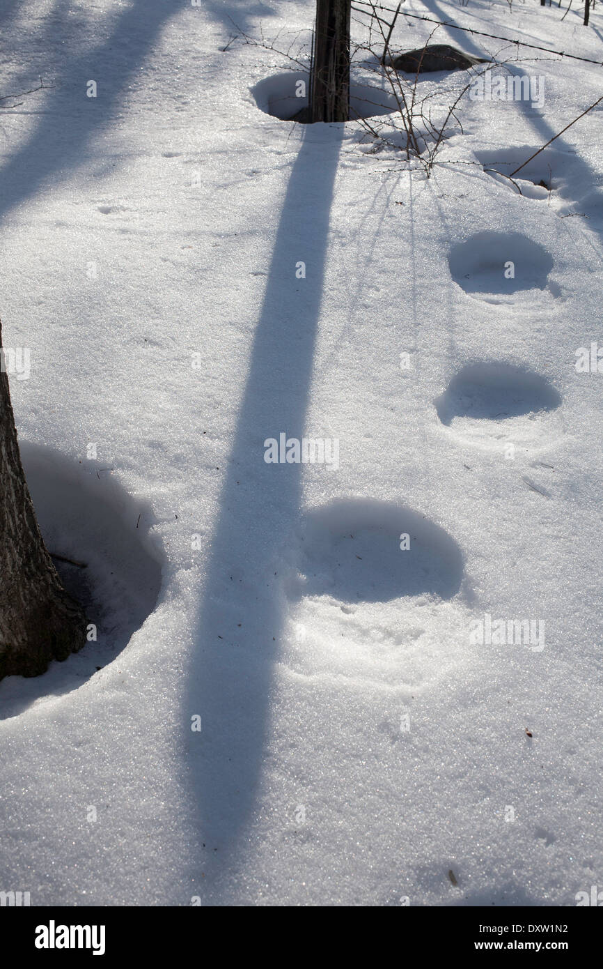 Trees cast long winter shadows onto the snow on a sunny New England day ...