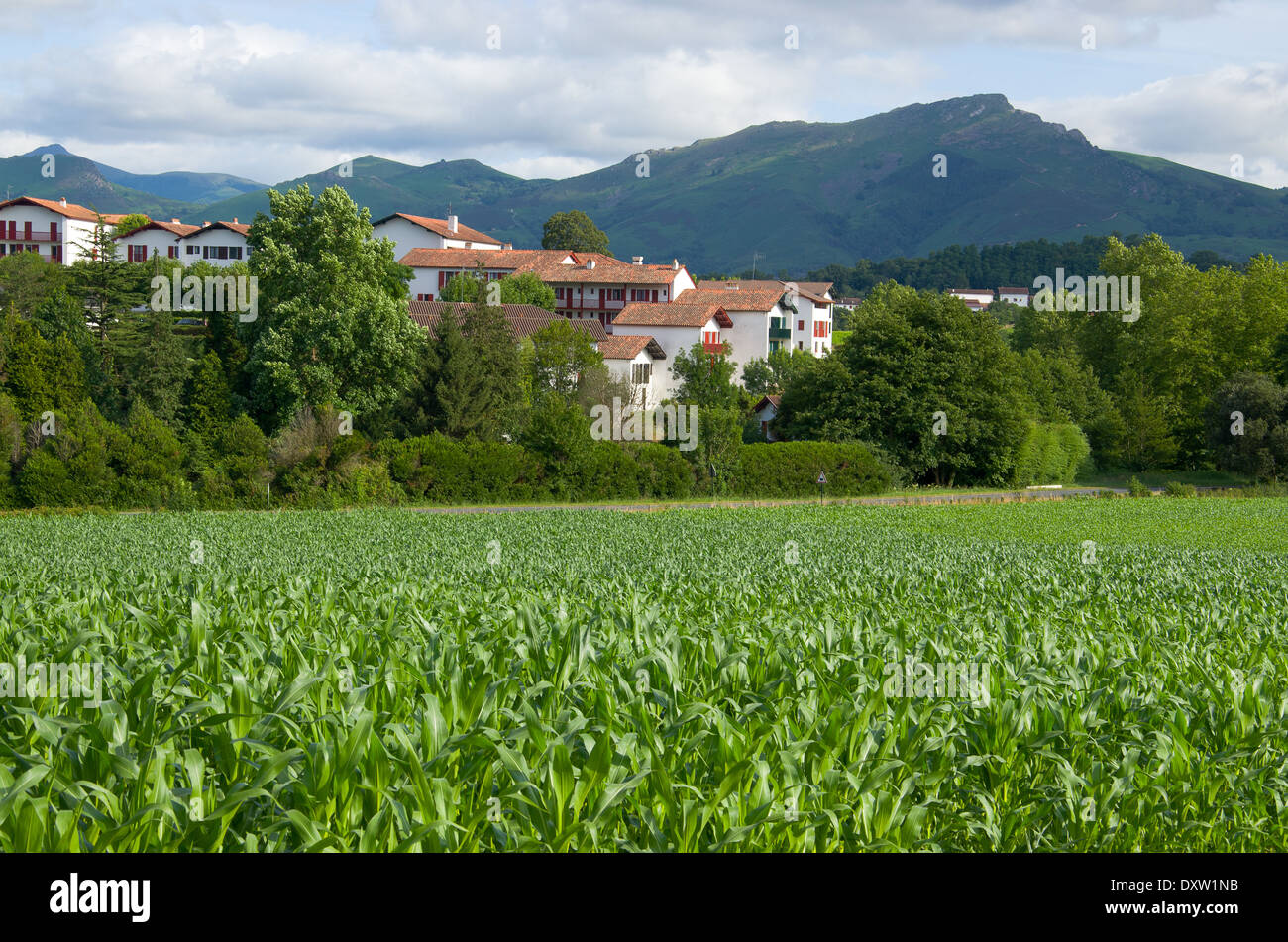 Basque corn hi-res stock photography and images - Alamy