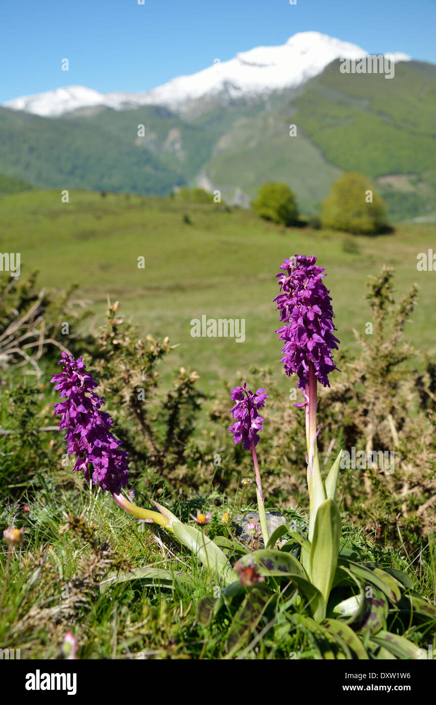 Wild flowers in the spring Pyrenees Stock Photo - Alamy