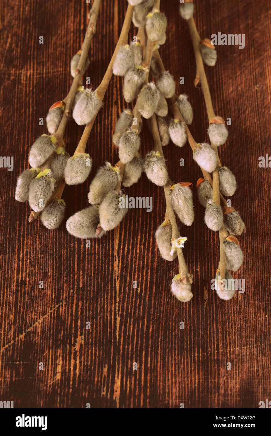 Spring flowering willow branches symbol of Easter Stock Photo - Alamy