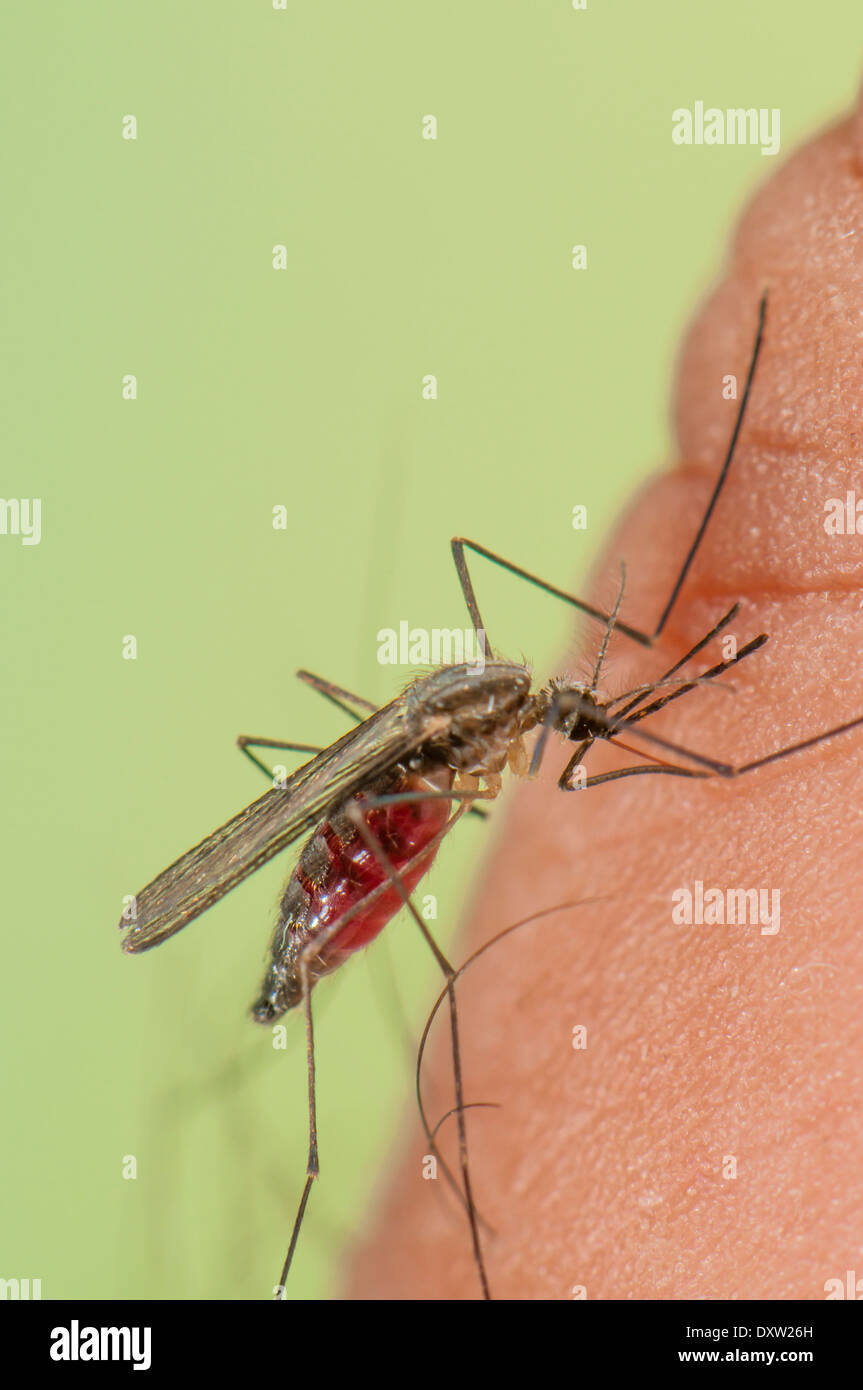 Anopheles Mosquito