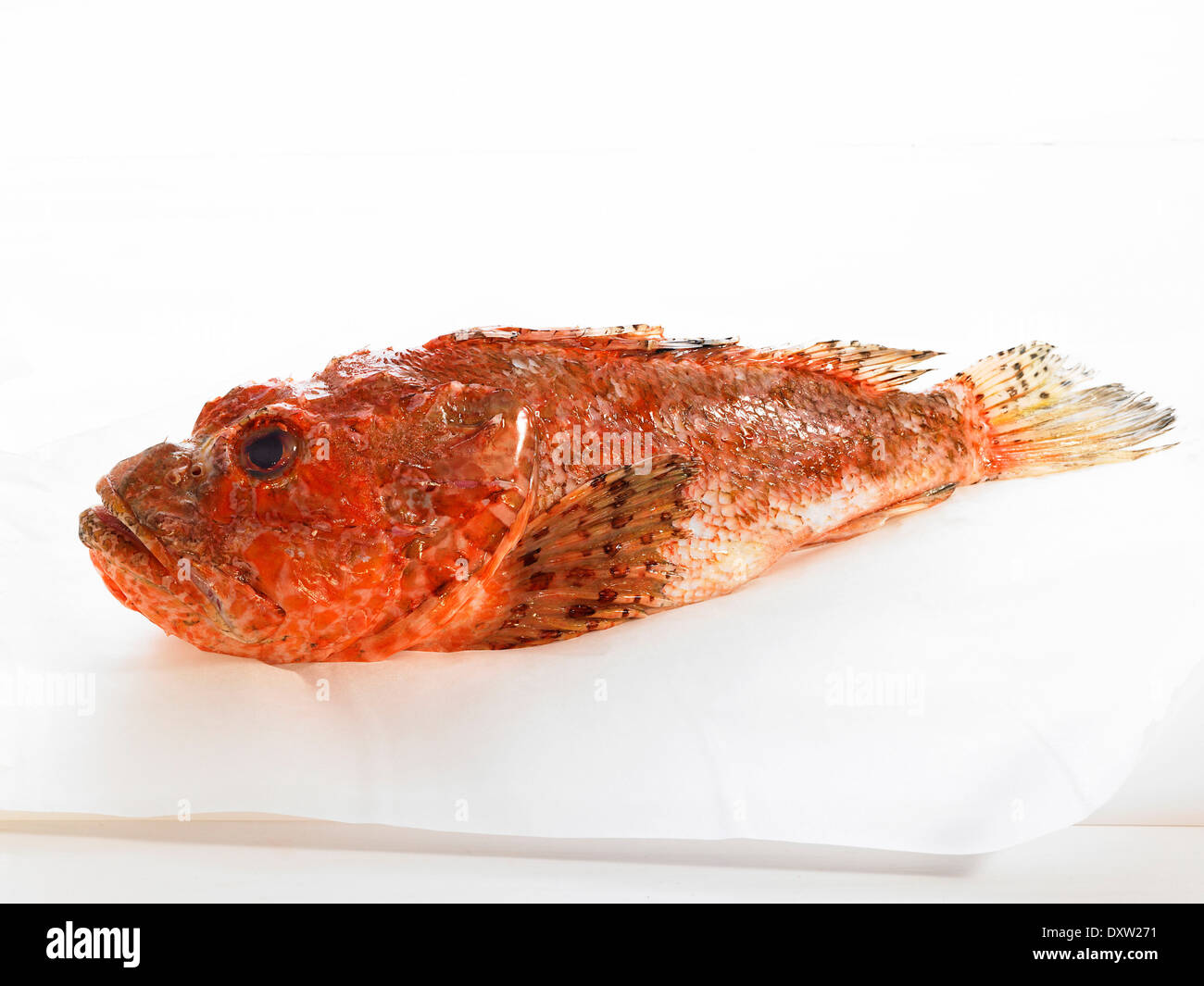 Whole raw scorpion fish Stock Photo - Alamy