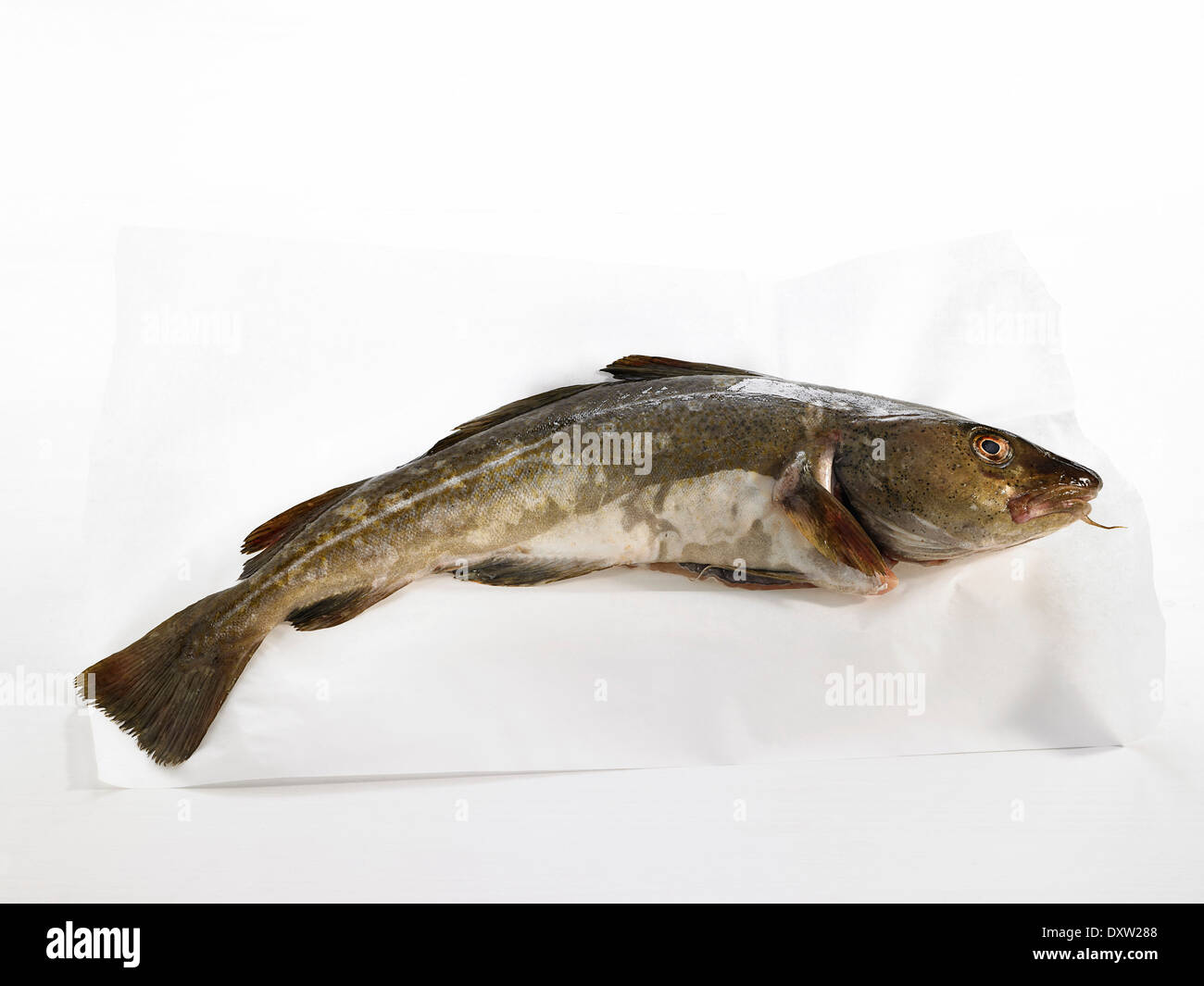 Whole cod hi-res stock photography and images - Alamy