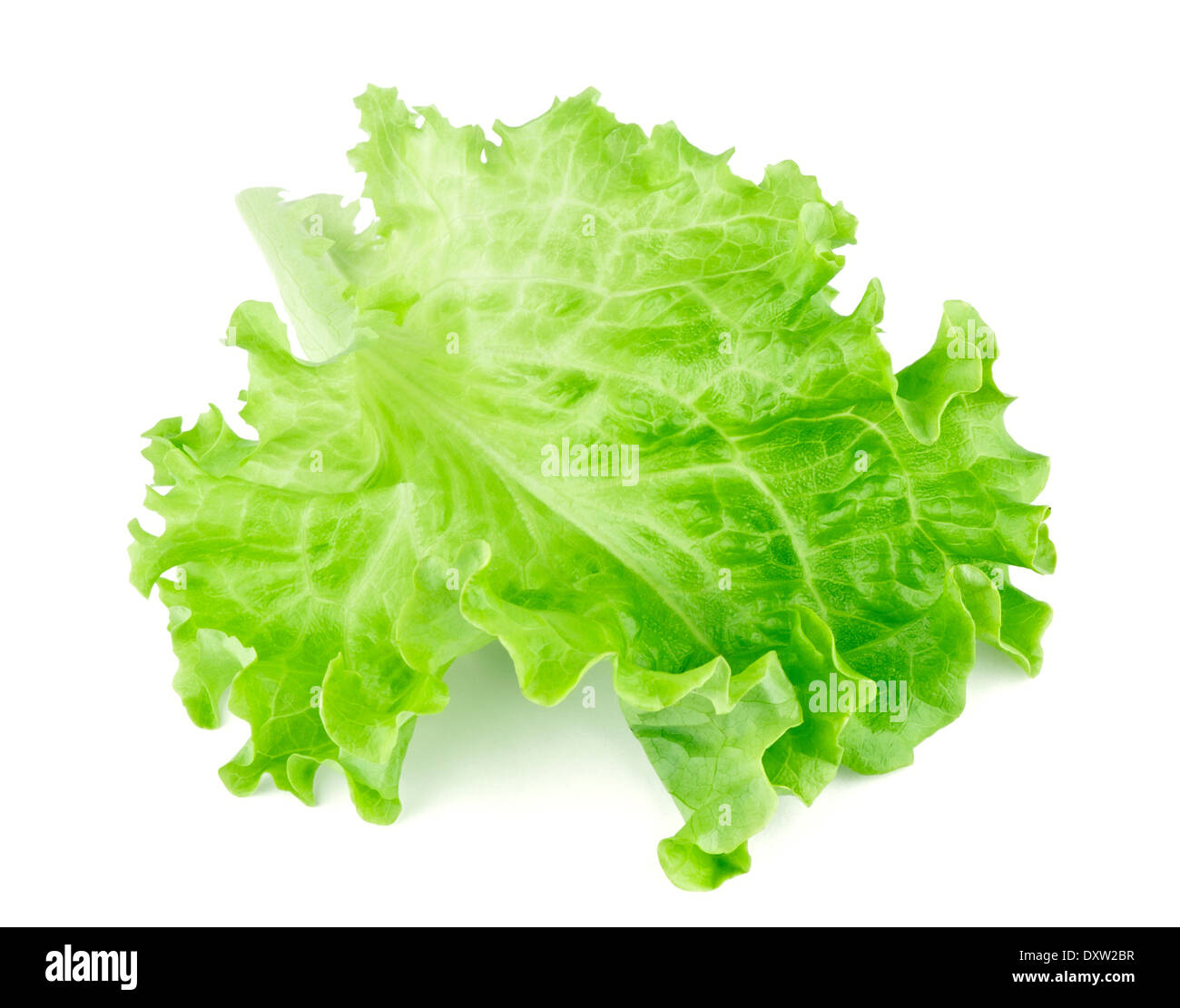 Lettuce on white background Stock Photo - Alamy