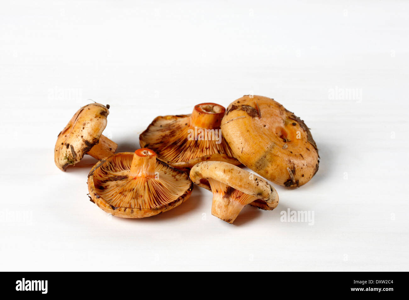 Saffron milk cap mushroom Stock Photo - Alamy