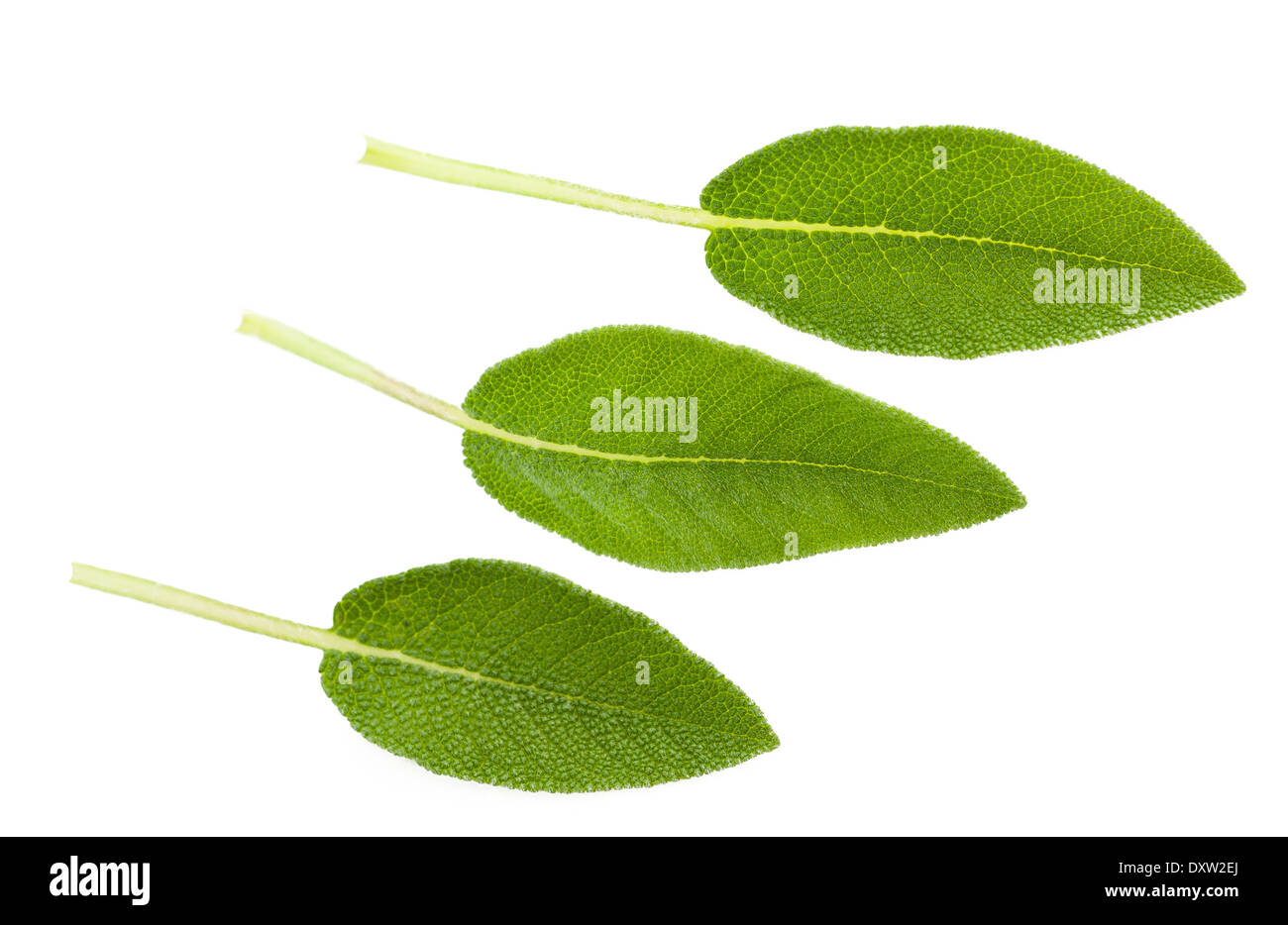 sage leaves isolated on white Stock Photo - Alamy