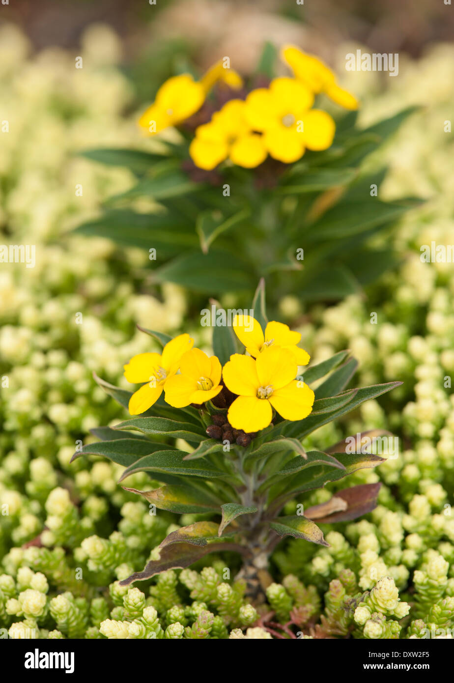 yellow salvia on a bed of sedum Stock Photo - Alamy