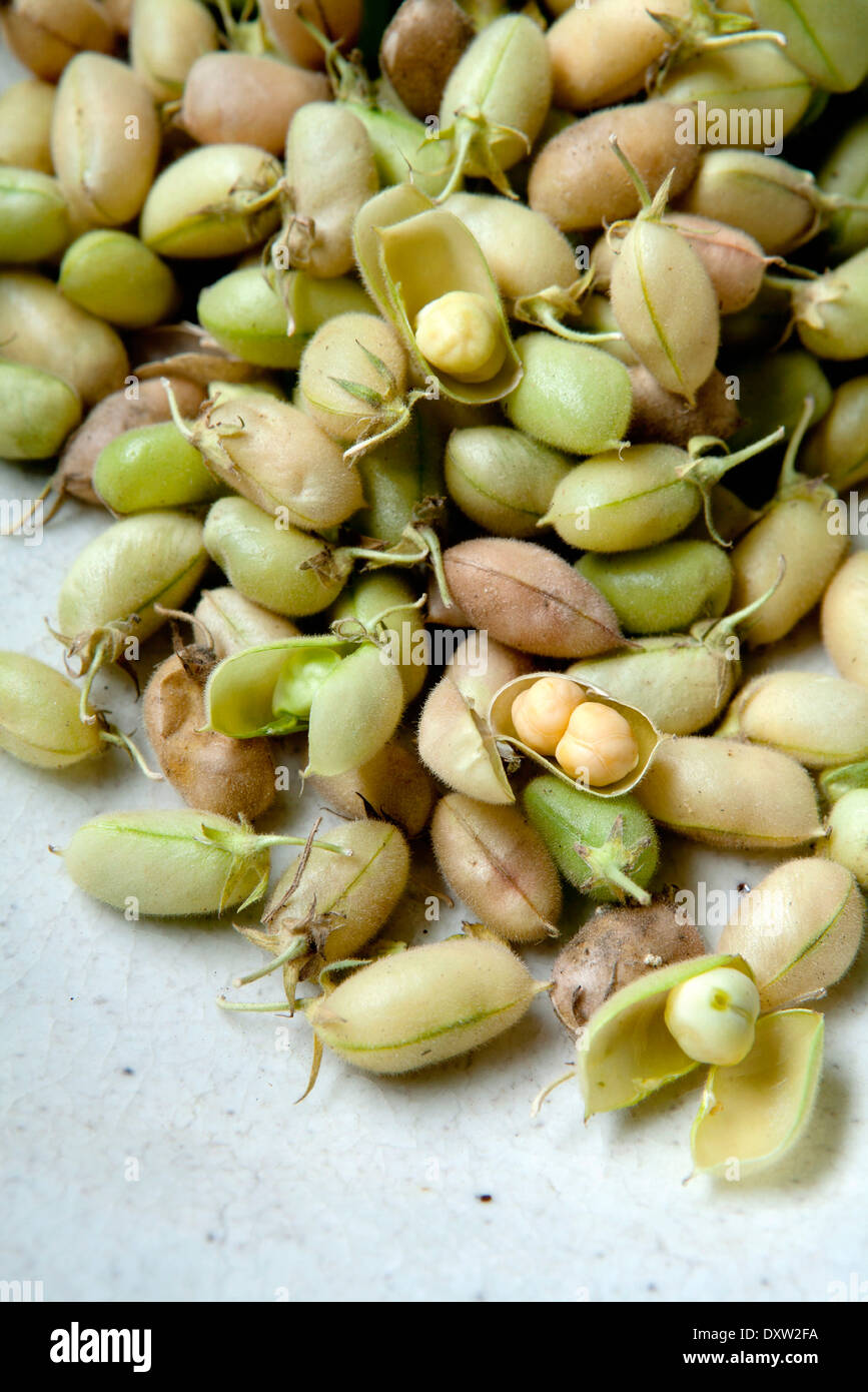 Chickpeas in their pods Stock Photo - Alamy