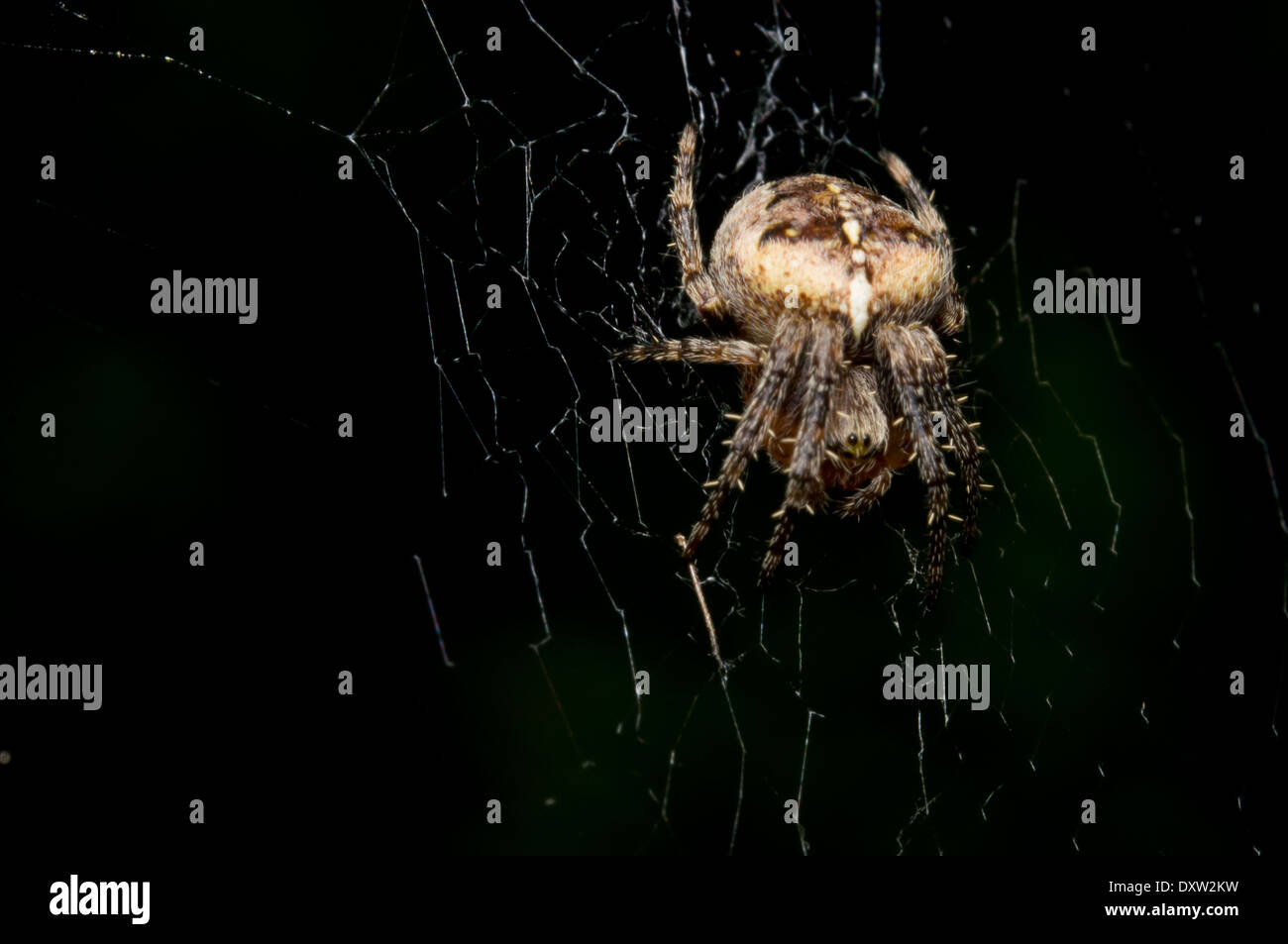 Spider world hi-res stock photography and images - Alamy