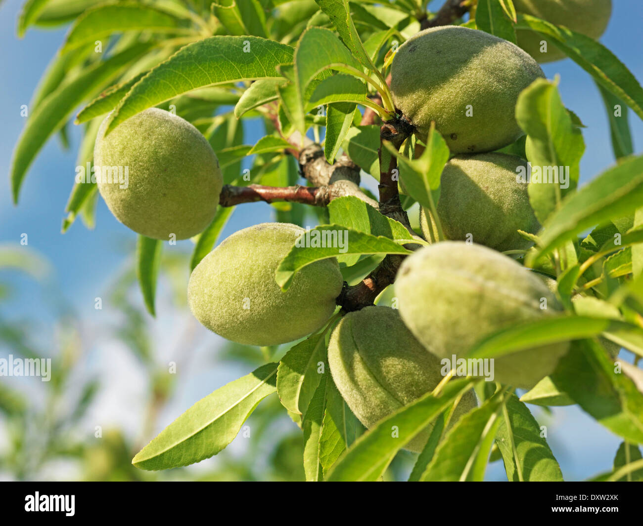Almonds tree hi-res stock photography and images - Alamy