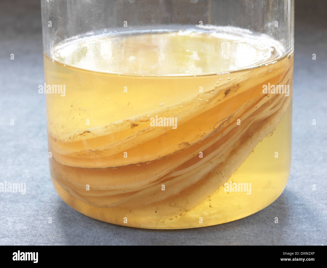Mushrooms for a Kombucha preparation Stock Photo - Alamy