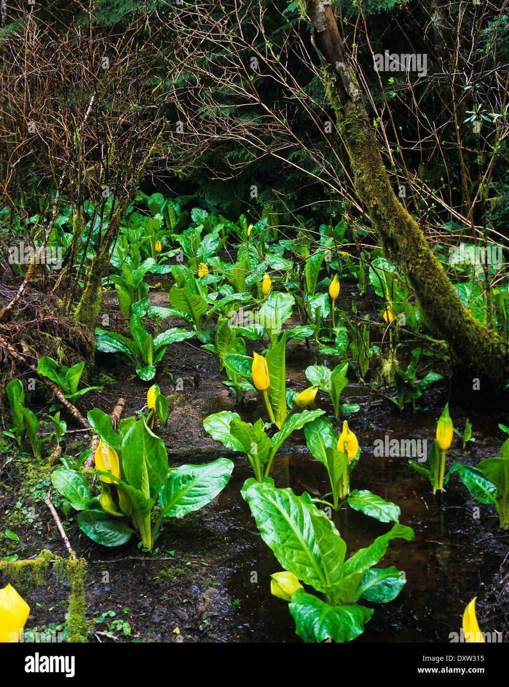 A Skunk Cabbage patch grows in South Slough; Charleston, Oregon, United ...