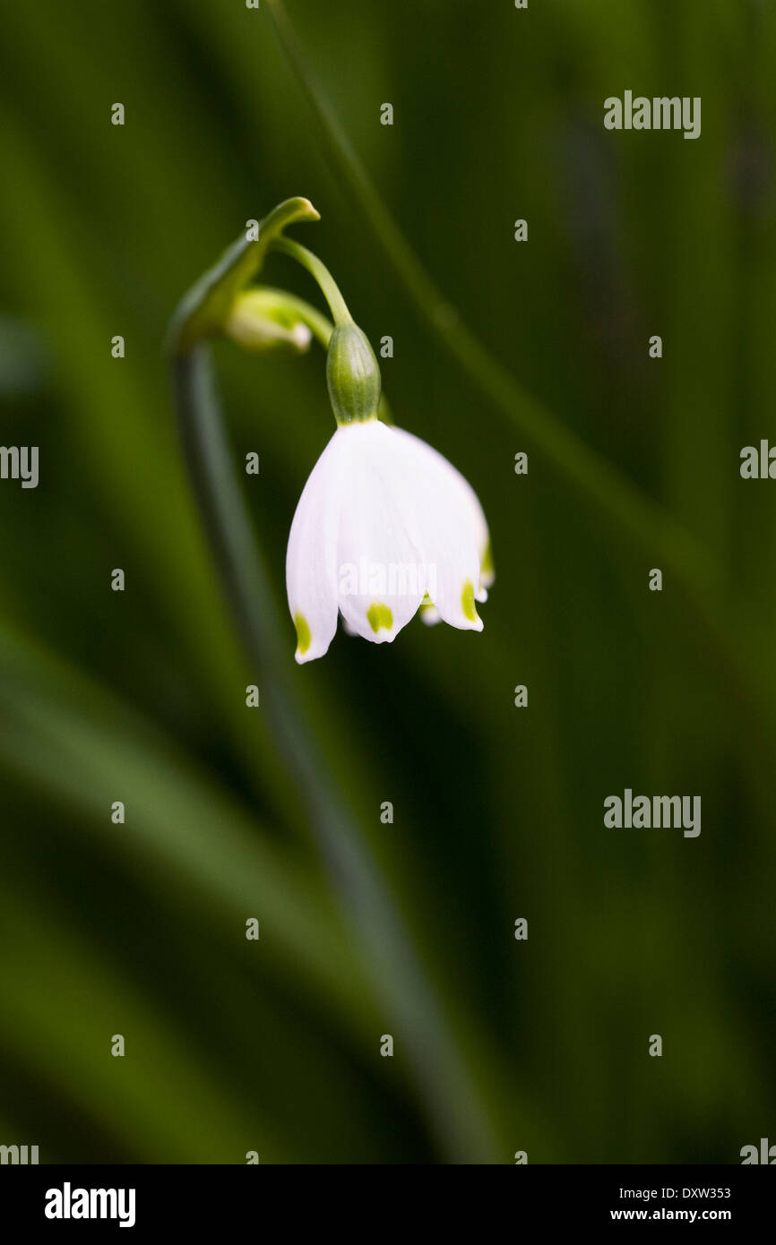 Leucojum aestivum in an English garden Stock Photo - Alamy