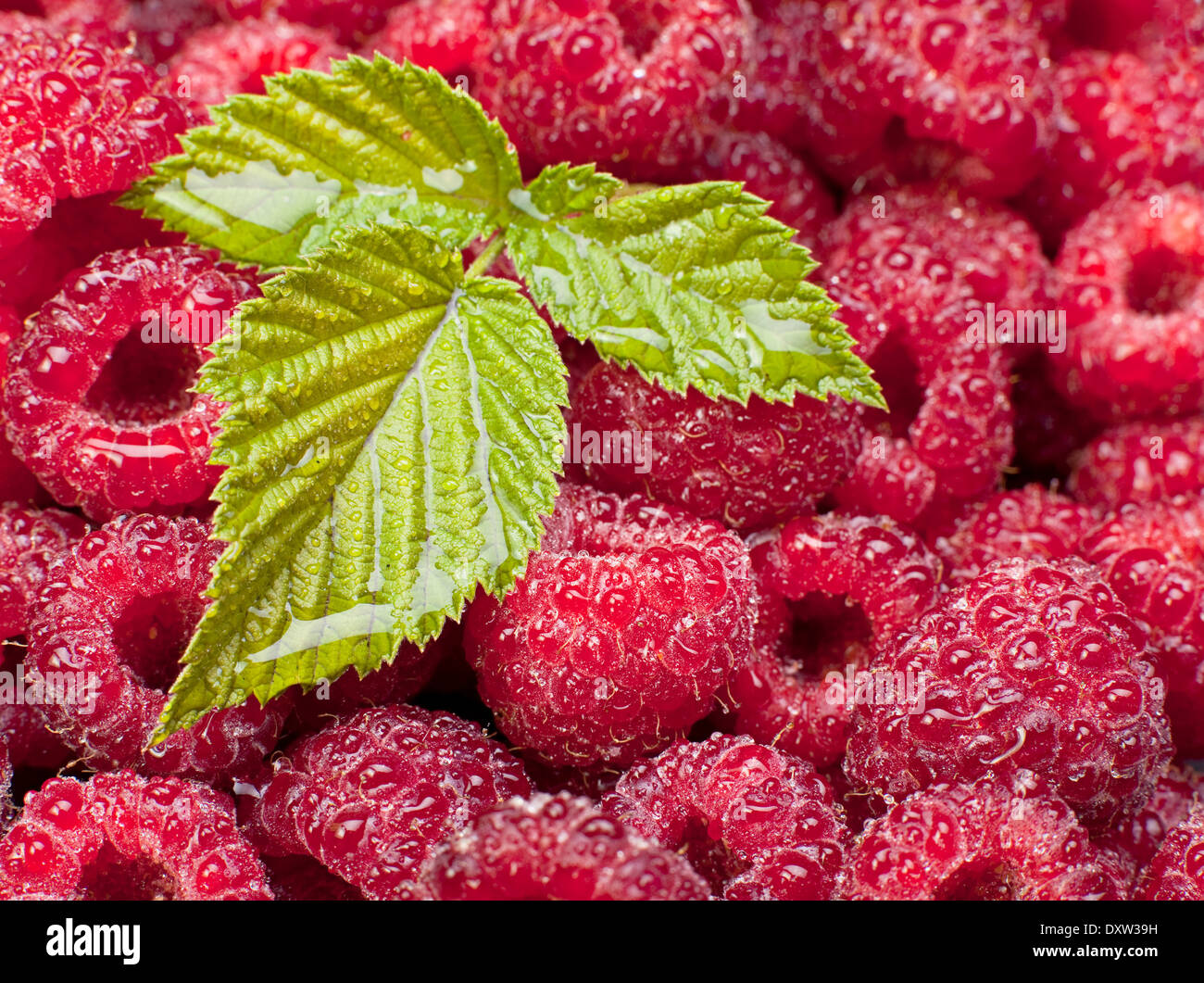 Ripe fresh raspberry with leaf closeup background Stock Photo - Alamy