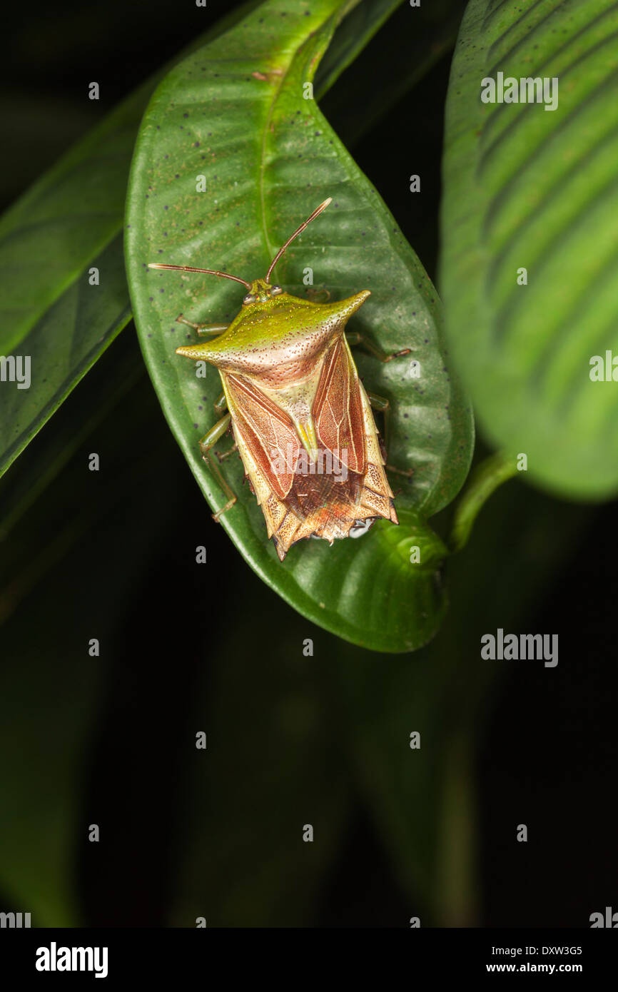 Stink Bug (Pentatomidae) on rainforest leaf at night in Danum Valley ...