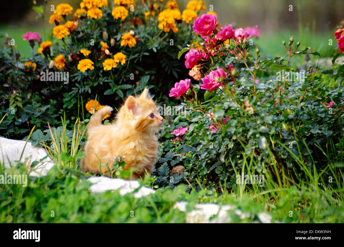Kitten in flowers Stock Photo - Alamy