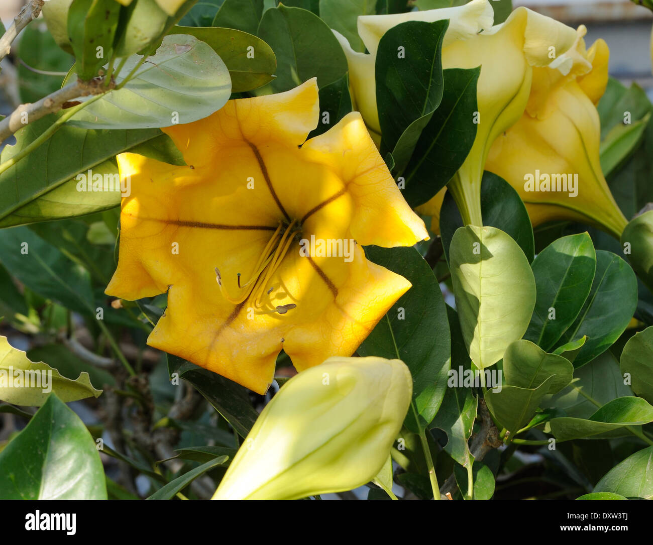 Flowers of Solandra Grandiflora, Panajachel, Republic of Guatemala ...