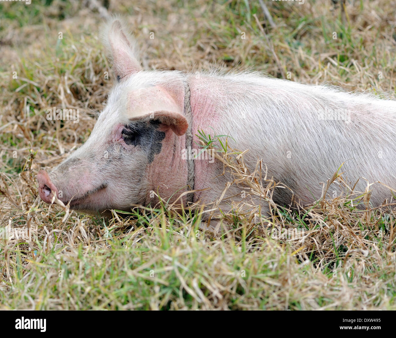 Pig in a field hi-res stock photography and images - Alamy