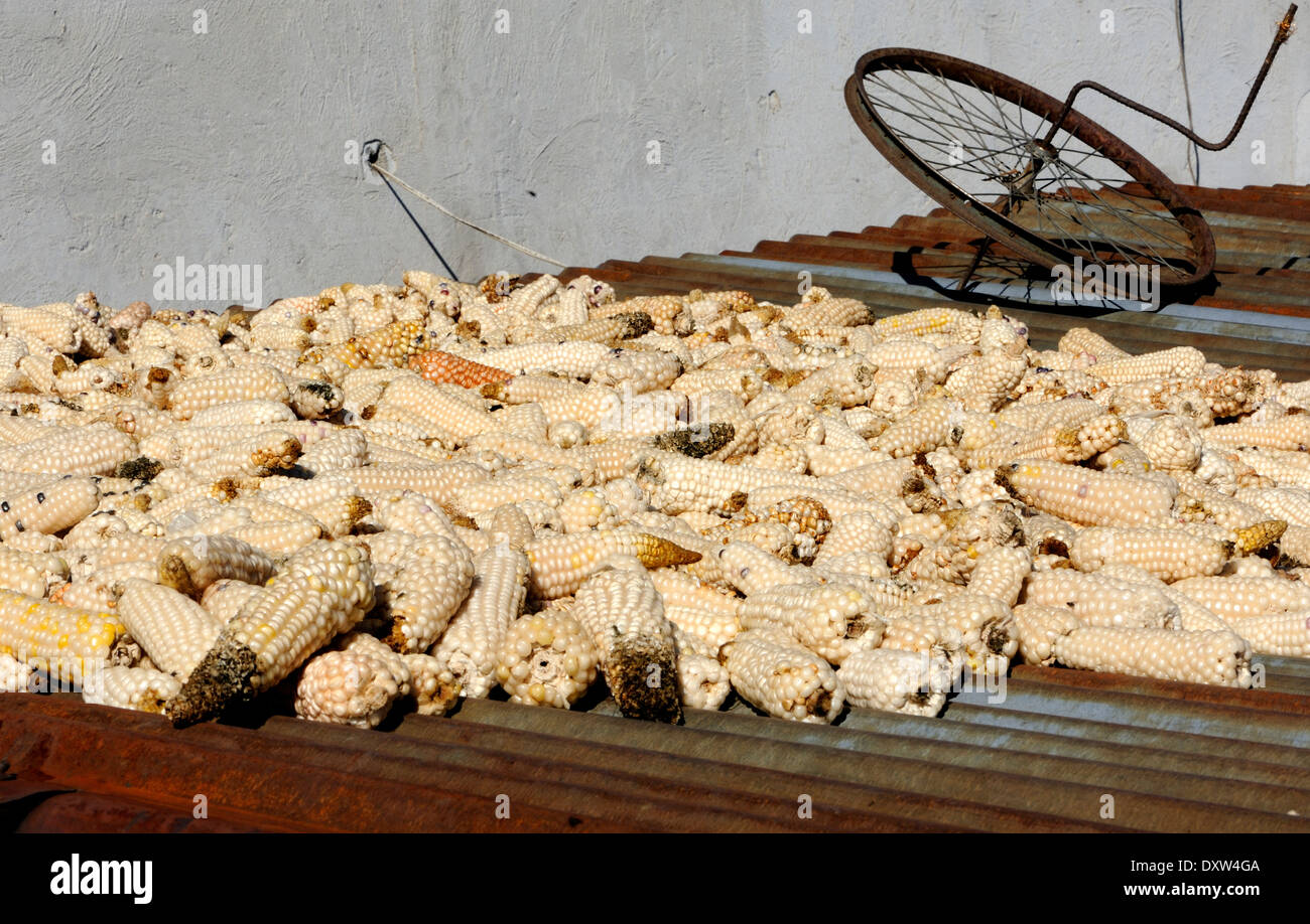 Maize drys on a corrugated iron roof in the village of Xetinamit ...