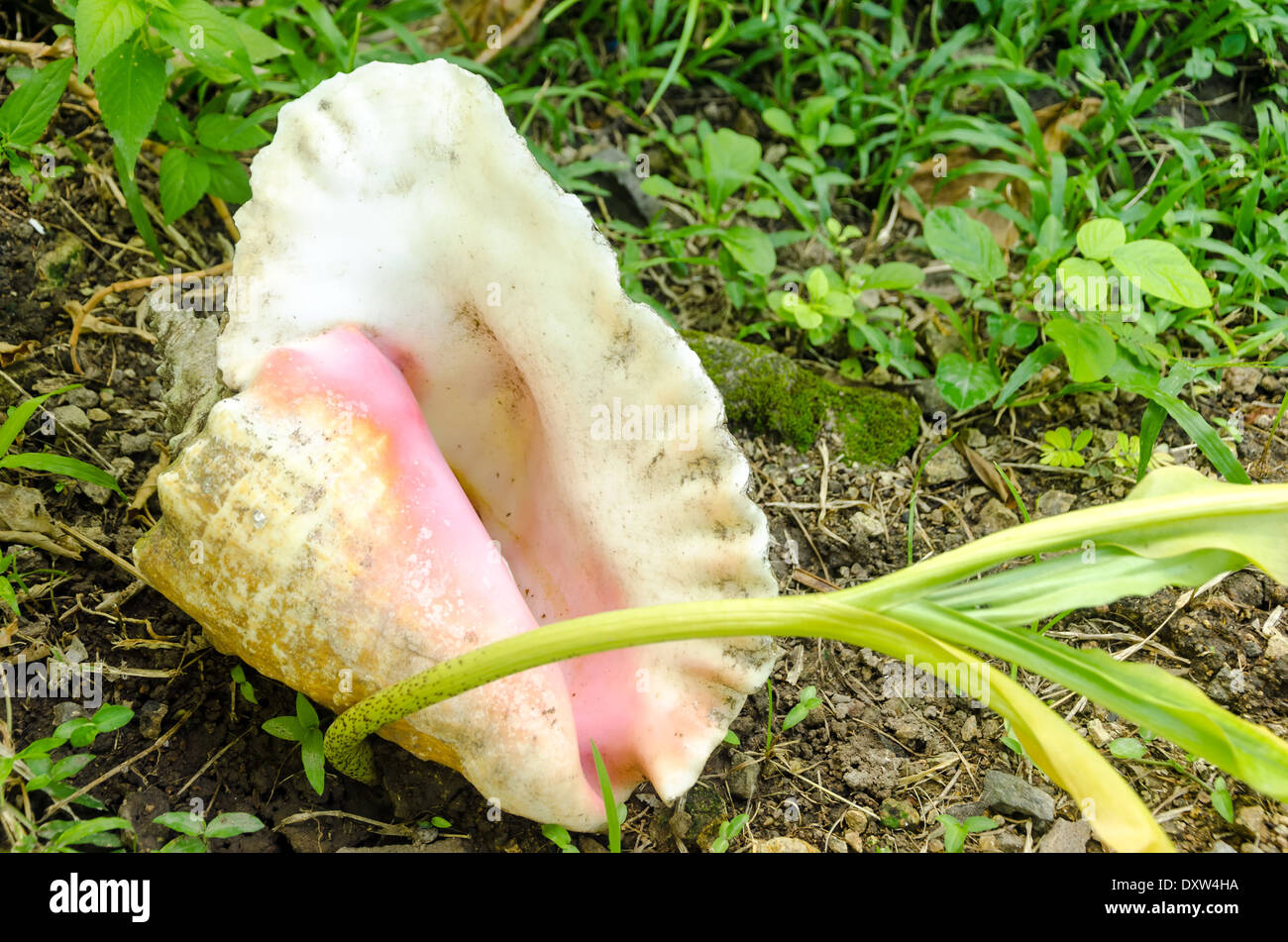 A large seashell in San Andres y Providencia, Colombia Stock Photo - Alamy