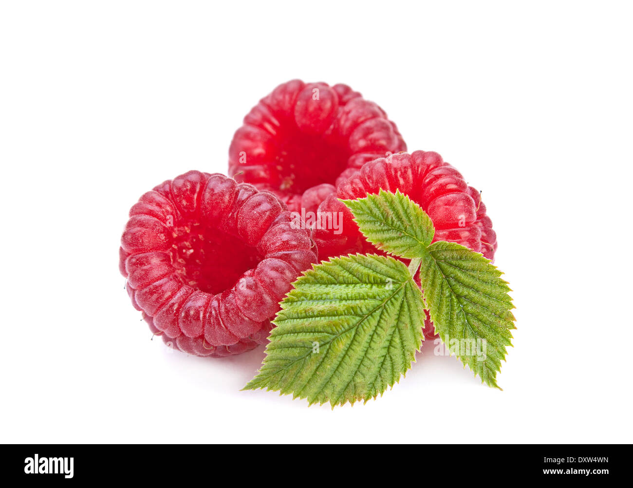 Leaf isolated hi-res stock photography and images - Alamy