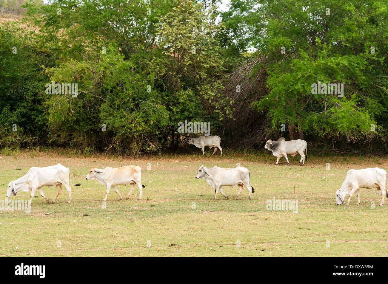 Colombia travel cows landscape hi-res stock photography and images - Alamy