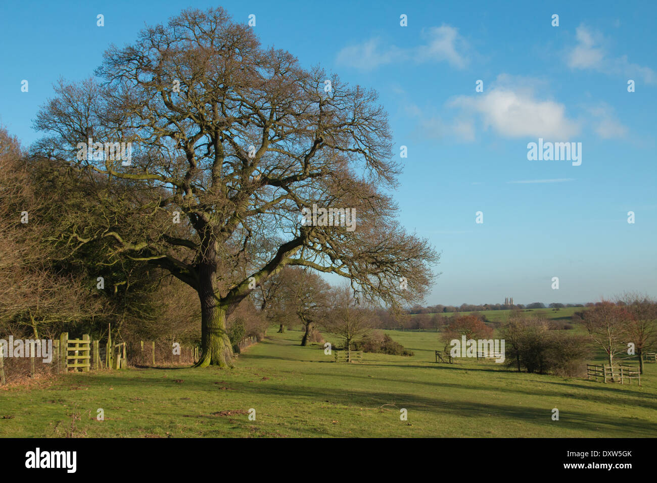 Oak tree without leaves hi-res stock photography and images - Alamy