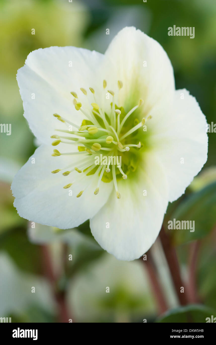 Helleborus x ericsmithii, Hellebore. Perennial. February. White single ...