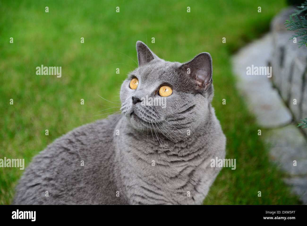 Cats life - british blue Stock Photo - Alamy