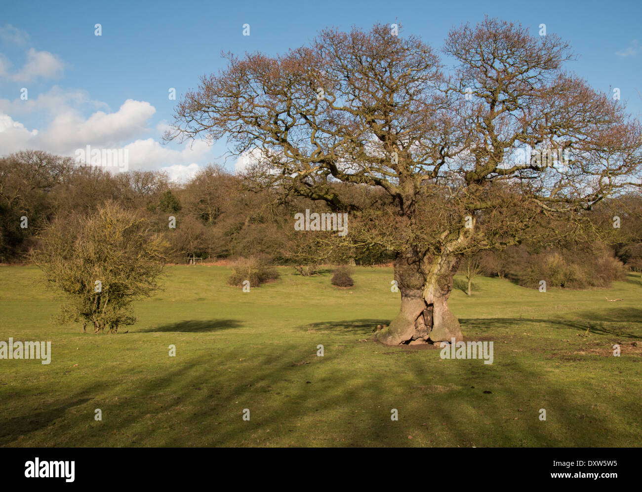 Beverley Westwood, a very old hollow oak tree. winter sunshine( 1 of a ...