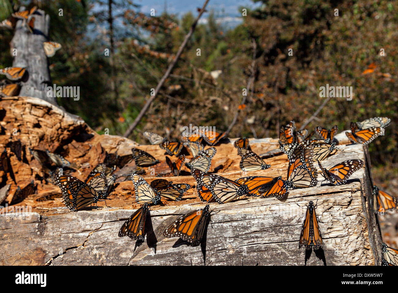 Large mass of butterflies hi-res stock photography and images - Alamy