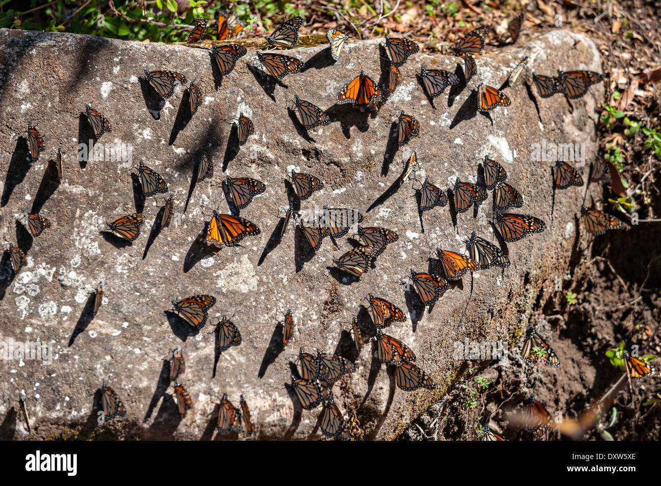 Monarch Butterflies mass along a dry stream bed in the Sierra Pellon ...