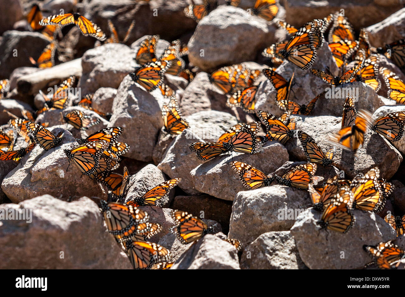 Monarch butterflies mass along dry hi-res stock photography and images ...